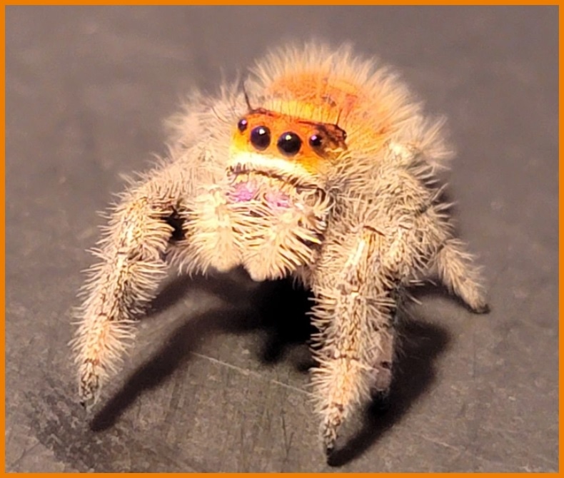 Regal Jumping Spider - Phidippus Regius - Everglades - Orange Morph ...
