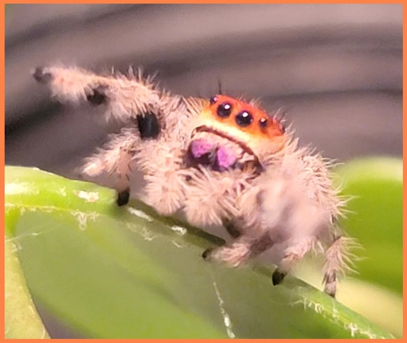 Regal Jumping Spider - Phidippus Regius - Everglades - Orange Morph ...
