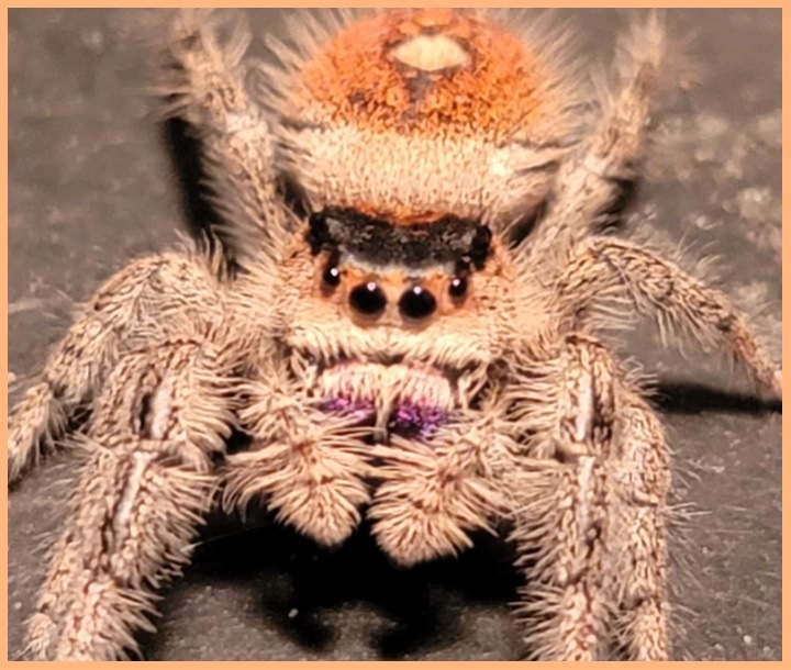 Regal Jumping Spider - Phidippus Regius - Everglades - Orange Morph ...