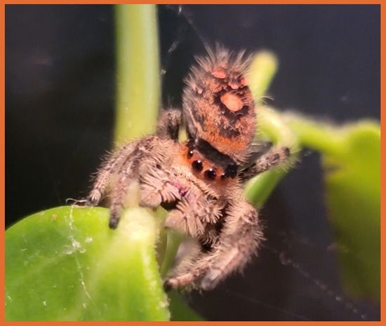 Regal Jumping Spider - Phidippus Regius - Everglades - Dark Morph by ...