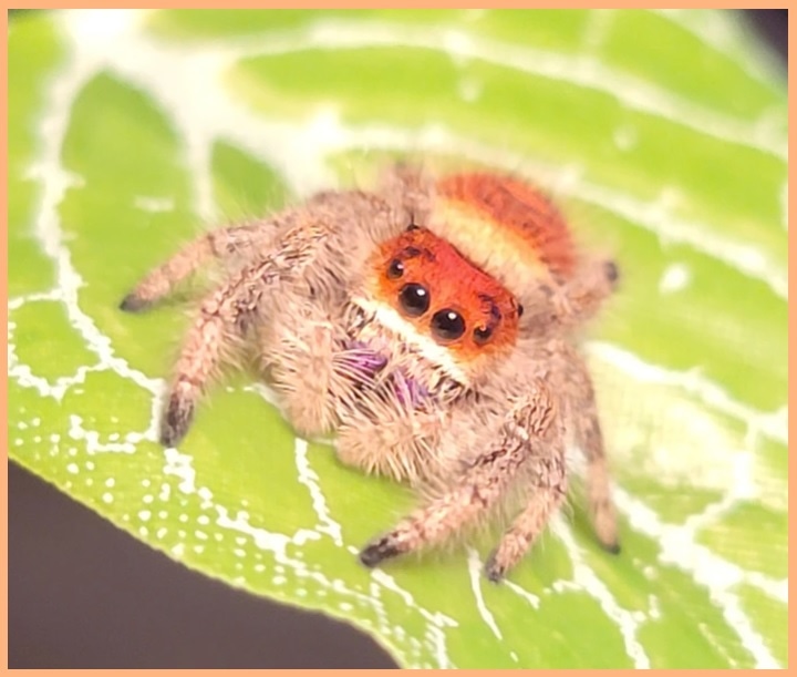 Regal Jumping Spider - Phidippus Regius - Everglades - Orange Morph ...