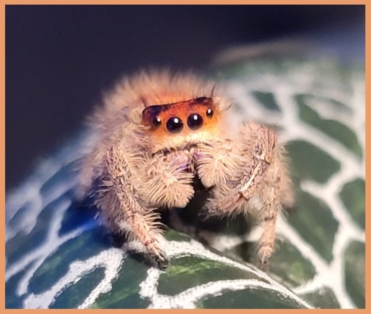 Regal Jumping Spider - Phidippus Regius - Everglades - Orange Morph ...