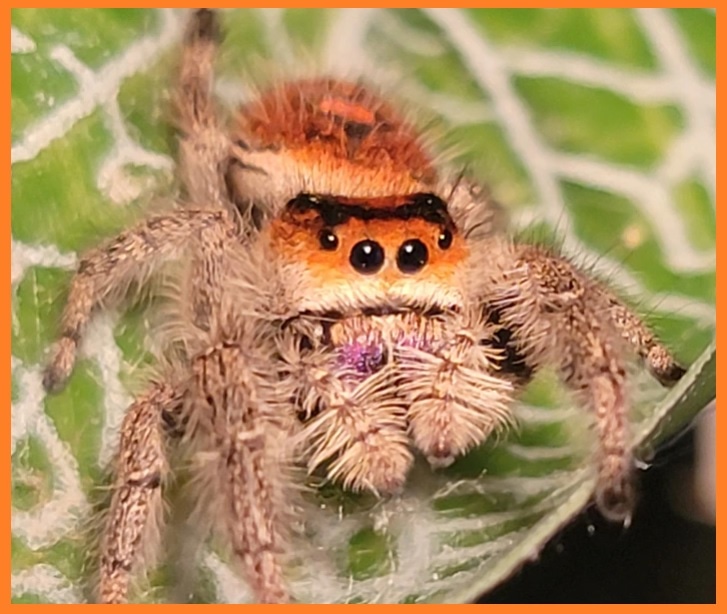 Regal Jumping Spider - Phidippus Regius - Everglades - Orange Morph ...