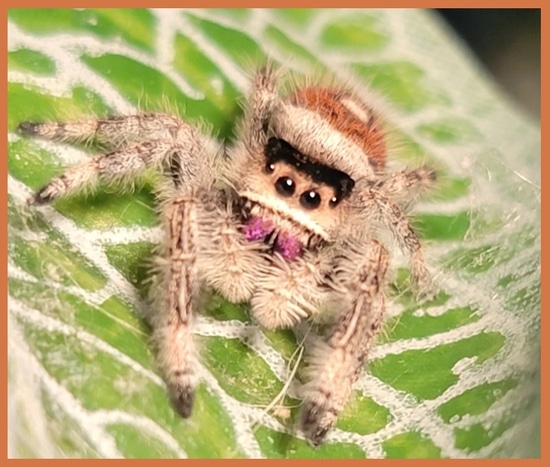 Regal Jumping Spider - Phidippus Regius - Tan Morph by Dallas Jumpers