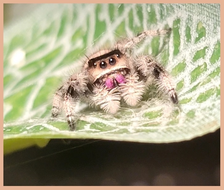 Regal Jumping Spider - Phidippus Regius - Tan Morph True Spider by ...