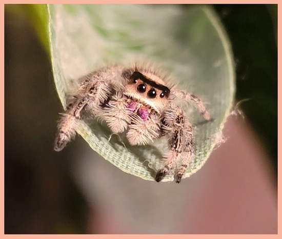 Regal Jumping Spider - Phidippus Regius - Tan Morph by Dallas Jumpers