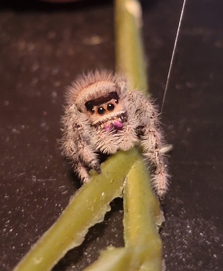 Regal Jumping Spider - Phidippus Regius - Tan Morph by Dallas Jumpers