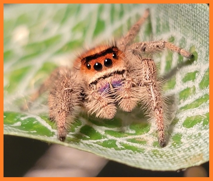 Regal Jumping Spider - Phidippus Regius - Everglades - Orange Morph ...