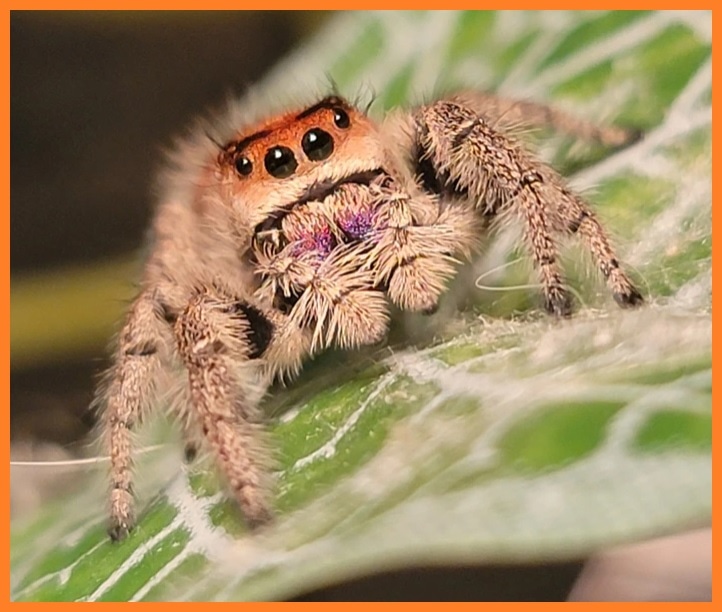 Regal Jumping Spider - Phidippus Regius - Everglades - Orange Morph ...