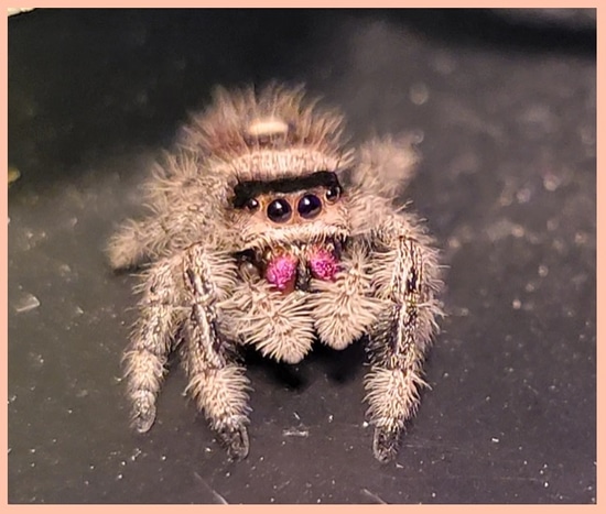 Regal Jumping Spider - Phidippus Regius - Tan Morph by Dallas Jumpers