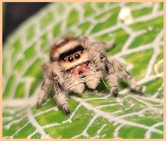 Regal Jumping Spider - Phidippus Regius - Tan Morph by Dallas Jumpers