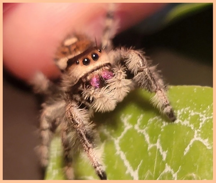 Regal Jumping Spider - Phidippus Regius - Tan Morph True Spider by ...