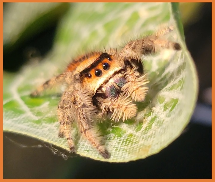 Regal Jumping Spider - Phidippus Regius - Orange Morph True Spider by ...