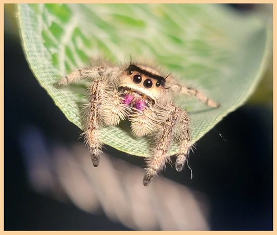 Regal Jumping Spider - Phidippus Regius - Tan Morph by Dallas Jumpers