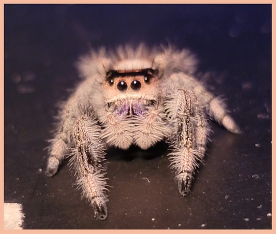 Regal Jumping Spider - Phidippus Regius - Tan Morph by Dallas Jumpers