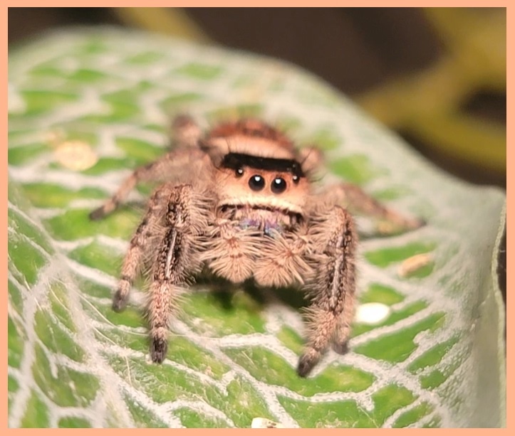 Regal Jumping Spider - Phidippus Regius - Tan Morph True Spider by ...