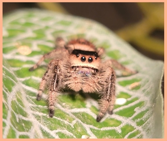 Regal Jumping Spider - Phidippus Regius - Tan Morph by Dallas Jumpers