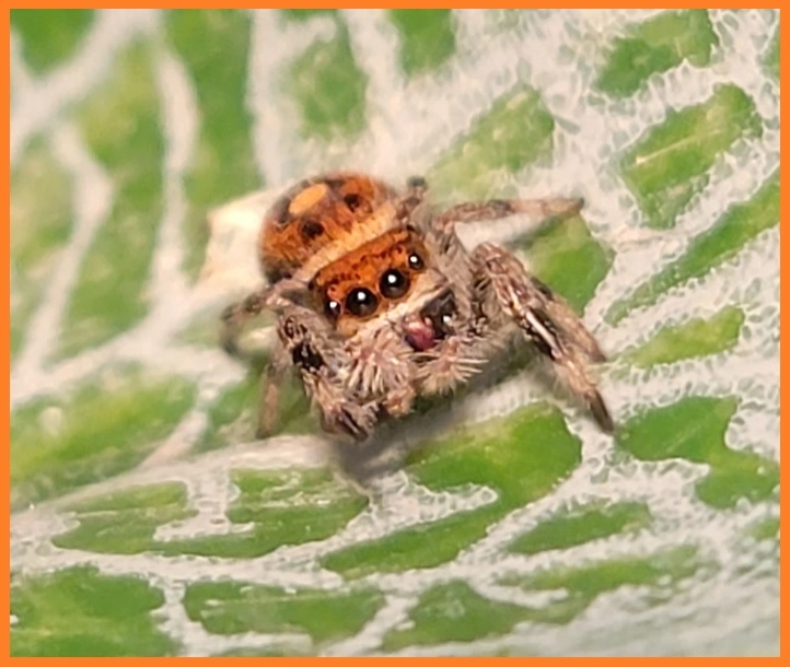 Regal Jumping Spider - Phidippus Regius - Everglades - Orange Morph ...