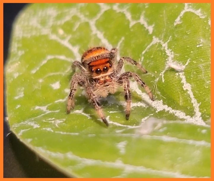 Regal Jumping Spider - Phidippus Regius - Everglades - Orange Phase ...