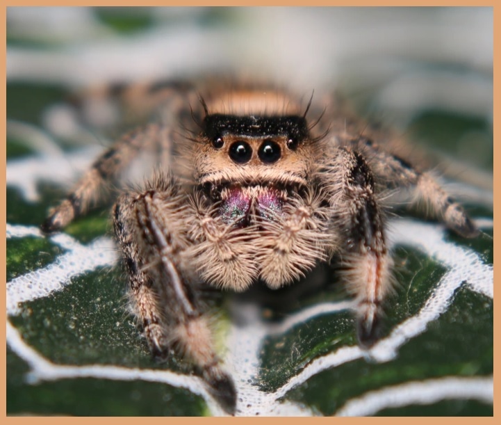 Regal Jumping Spider - Phidippus Regius - Tan Morph True Spider by ...