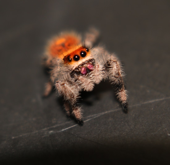 Regal Jumping Spider - Phidippus Regius - Everglades - Orange Morph by ...