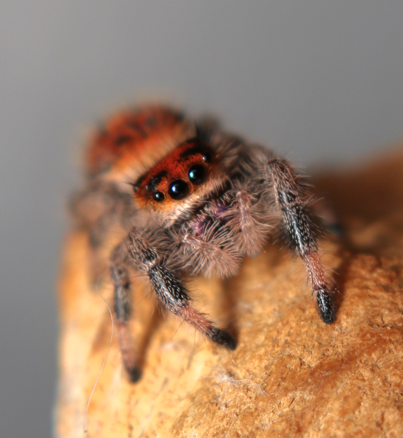 Regal Jumping Spider - Phidippus Regius - Everglades - Orange Morph ...