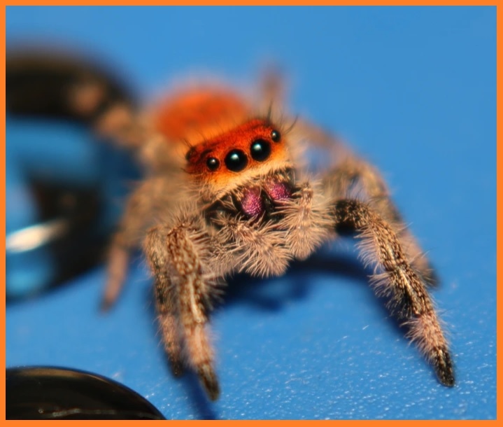 Regal Jumping Spider - Phidippus Regius - Everglades - Orange Morph ...