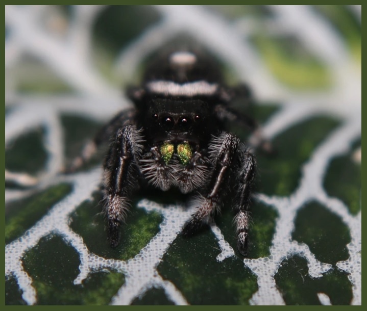 Regal - Phidippus Regius - Everglades True Spider by Dallas Jumpers ...
