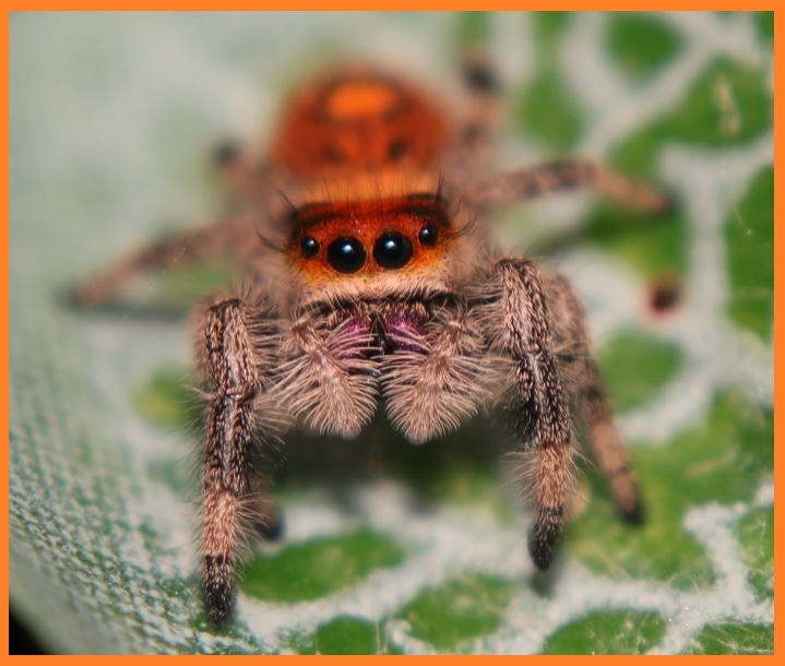 Regal Jumping Spider - Phidippus Regius - Everglades - Orange Morph ...