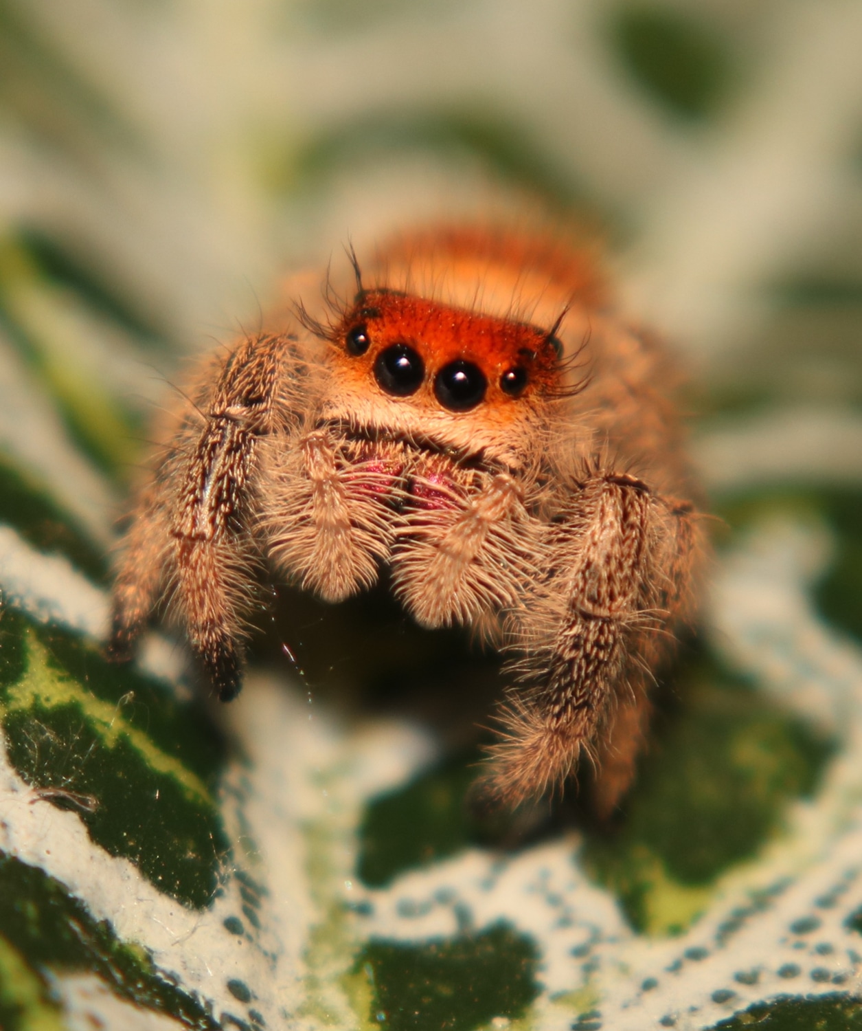 Regal Jumping Spider - Phidippus Regius - Everglades - Orange Morph ...