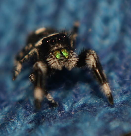 Regal Jumping Spider - Phidippus Regius - Everglades - Male by Dallas ...