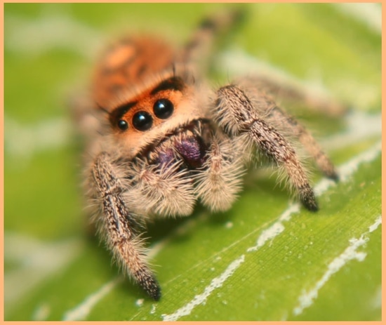 Regal Jumping Spider - Phidippus Regius - Everglades by Dallas Jumpers