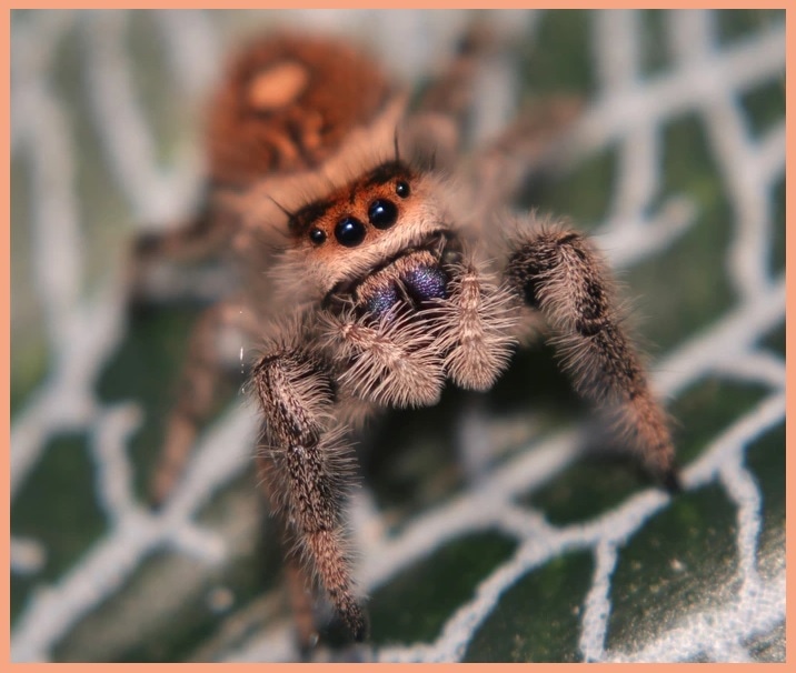 Regal - Phidippus Regius - Everglades Jumping Spider by Dallas Jumpers ...