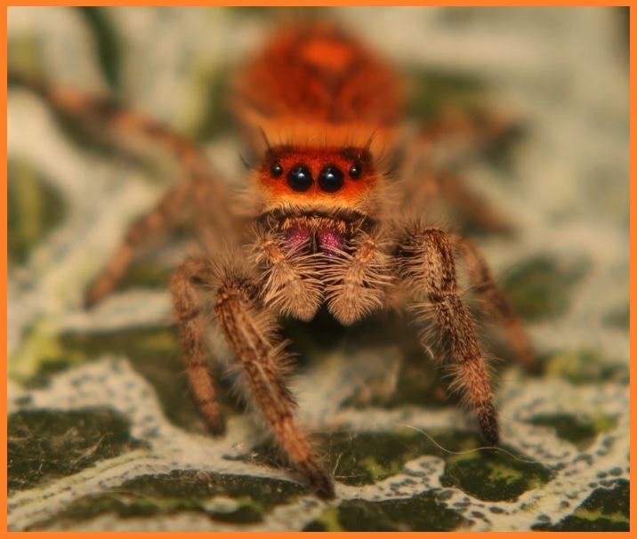 Regal - Phidippus Regius - Everglades - Orange Morph Jumping Spider by ...