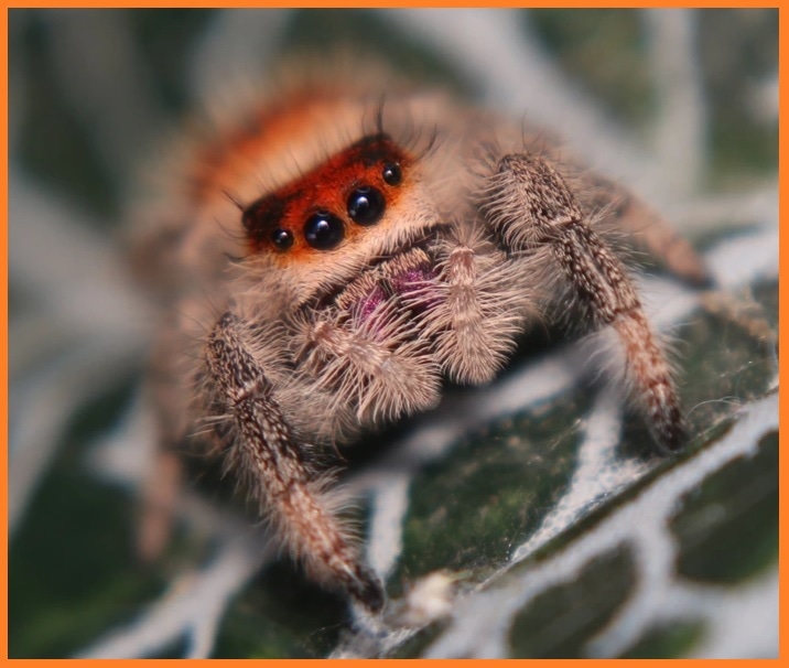 Regal Jumping Spider - Phidippus Regius - Everglades - Orange Morph by ...