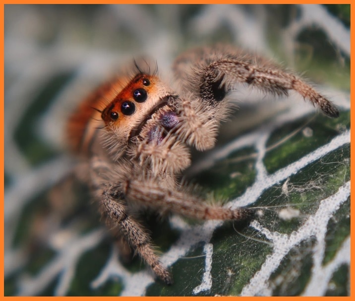 Regal Jumping Spider - Phidippus Regius - Everglades - Orange Morph by ...