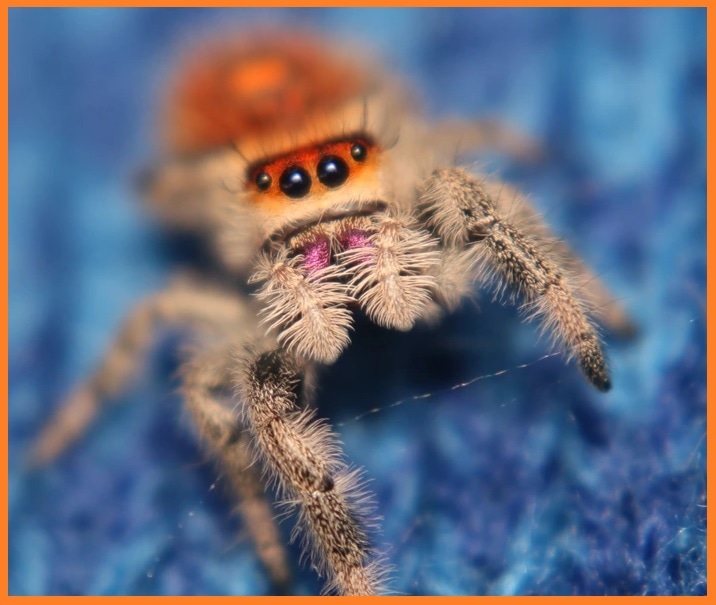 Regal Jumping Spider - Phidippus Regius - Everglades - Orange Morph by ...