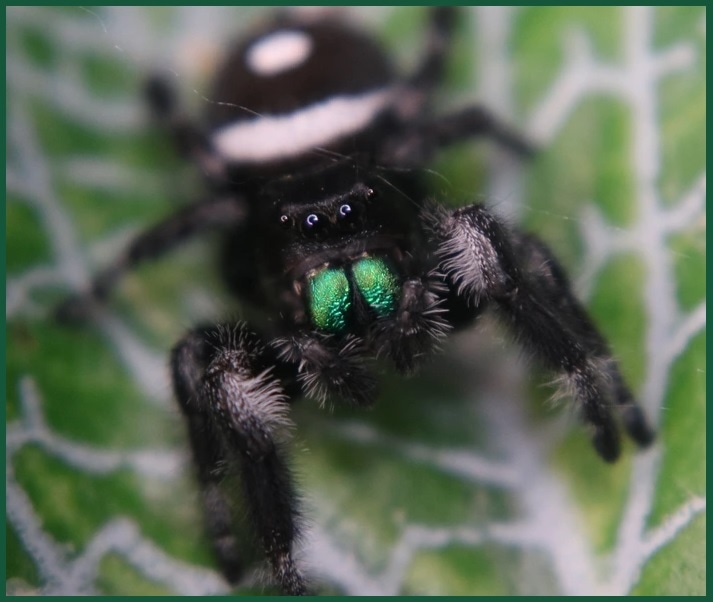 Regal Jumping Spider - Phidippus Regius - Everglades - Male by Dallas ...