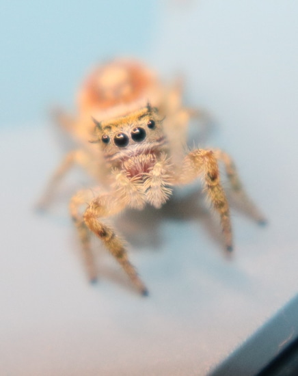 Arizona Jumping Spider - Phidippus Arizonensis by Dallas Jumpers
