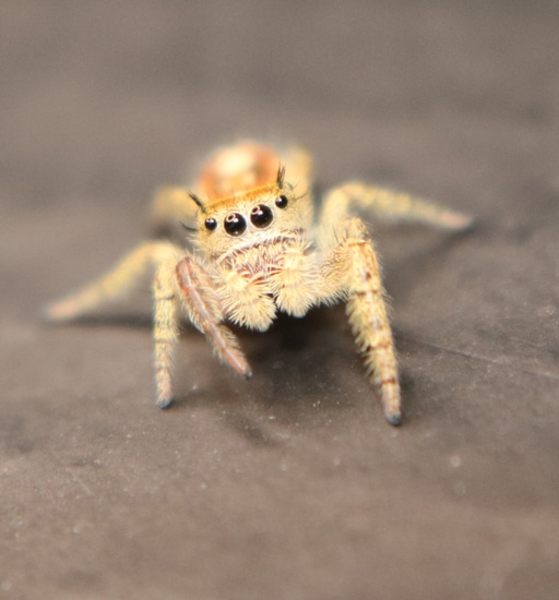 Arizona Jumping Spider - Phidippus Arizonensis by Dallas Jumpers