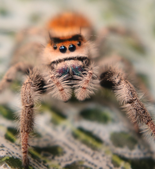 Regal Jumping Spider - Phidippus Regius - Everglades - Orange Morph by ...