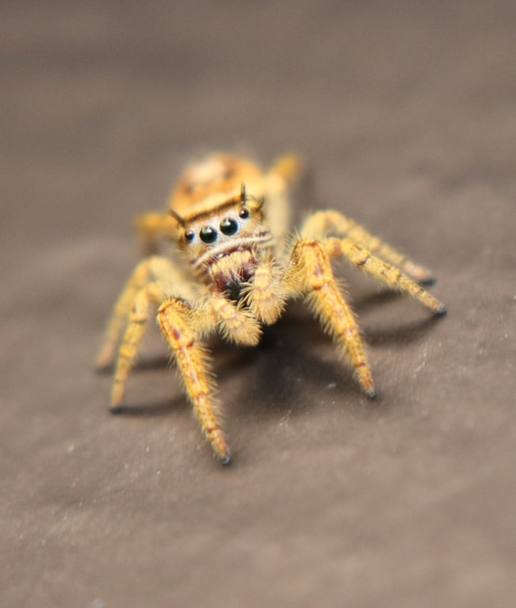 Arizona Jumping Spider - Phidippus Arizonensis by Dallas Jumpers