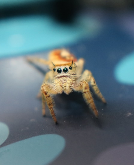 Arizona Jumping Spider - Phidippus Arizonensis by Dallas Jumpers