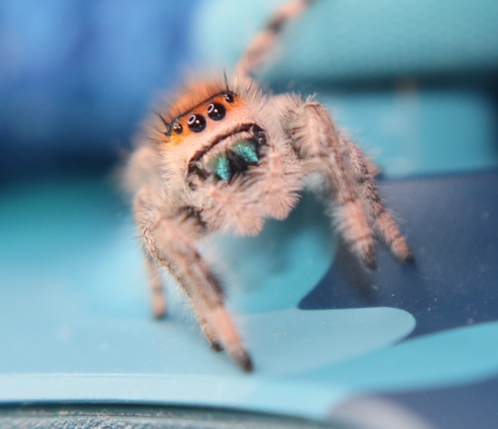 Regal Jumping Spider - Phidippus Regius - Everglades by Dallas Jumpers