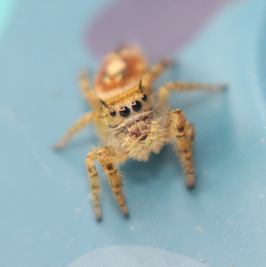 Arizona Jumping Spider - Phidippus Arizonensis by Dallas Jumpers