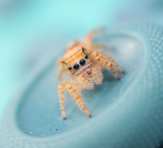 Arizona Jumping Spider - Phidippus Arizonensis by Dallas Jumpers