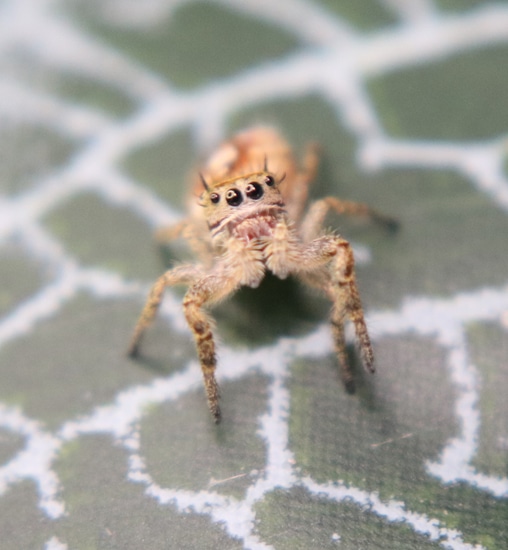 Arizona Jumping Spider - Phidippus Arizonensis by Dallas Jumpers