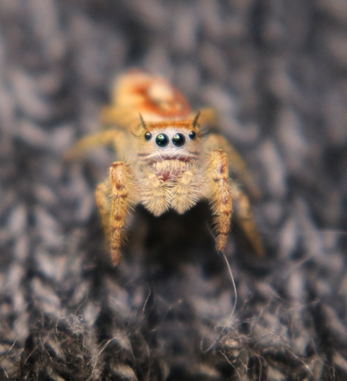 Arizona Jumping Spider - Phidippus Arizonensis by Dallas Jumpers