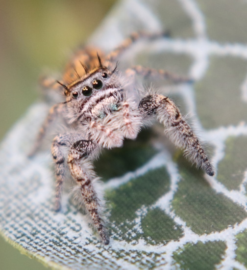 Carolina Jumping Spider - Phidippus Carolinensis by Dallas Jumpers