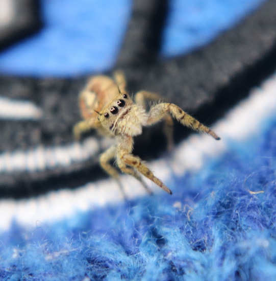 Arizona Jumping Spider - Phidippus Arizonensis by Dallas Jumpers